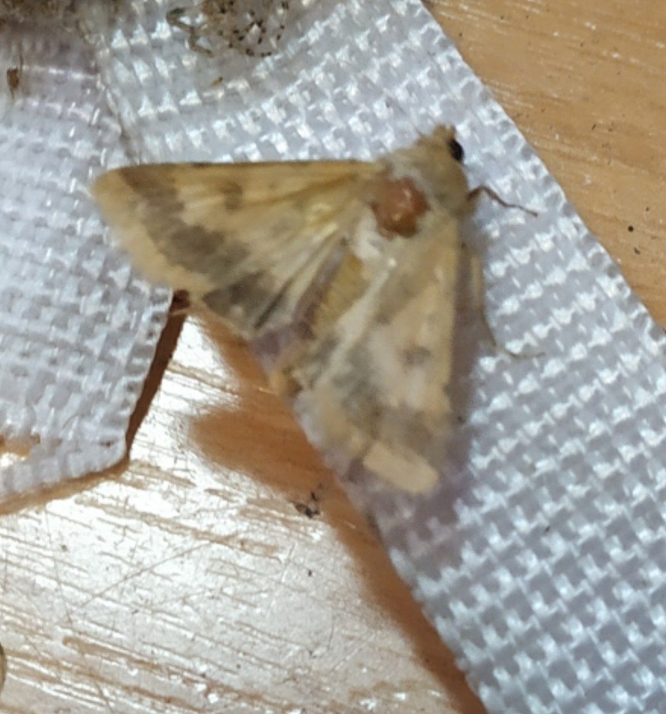 Cotton Bollworm Moth from Khimki, RU-MS, RU by chechevica · iNaturalist