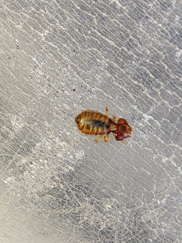 Meropoecus meropis · iNaturalist