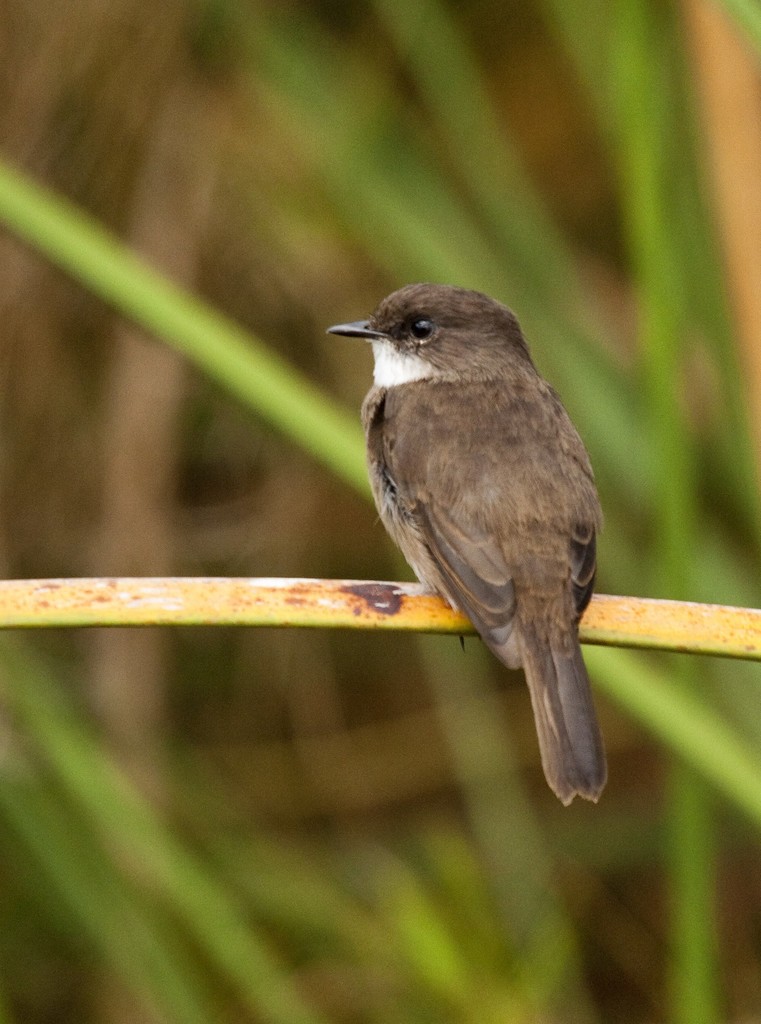 African Dusky Flycatcher (Birds of South Africa) · iNaturalist
