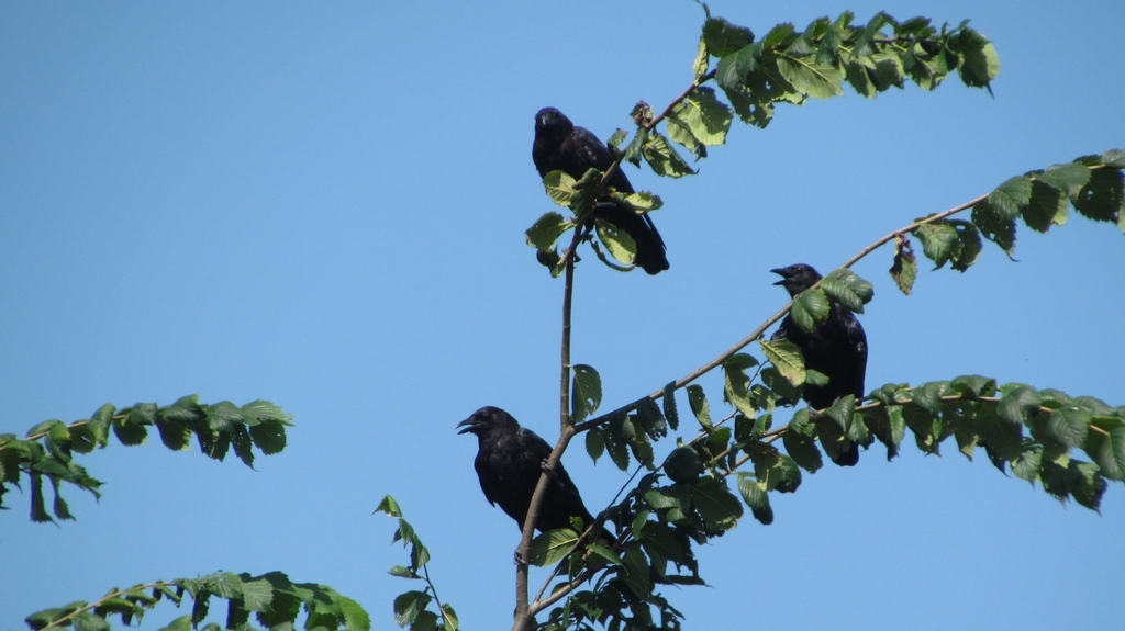 American Crow from Laona Township, IL, USA on August 23, 2022 at 02:37 ...