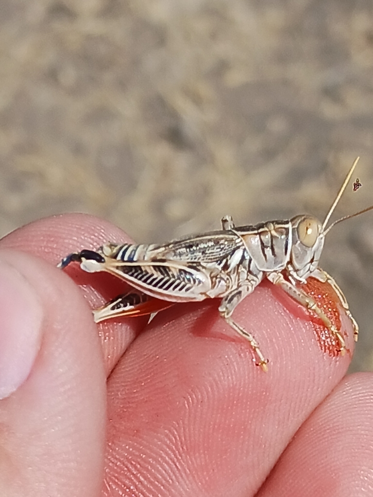 Valley Grasshopper from Baker City, OR 97814, USA on August 24, 2022 at ...