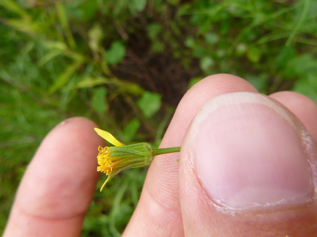 Spanish needles in July 2018 by cwarneke · iNaturalist
