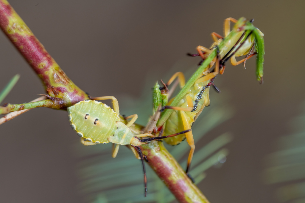 Mozena lunata from North Central, Carrollton, TX, USA on August 24 ...
