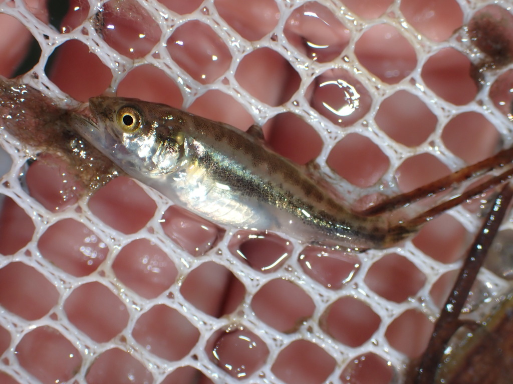 Weakfishes (Cynoscion) - Marine Life Identification