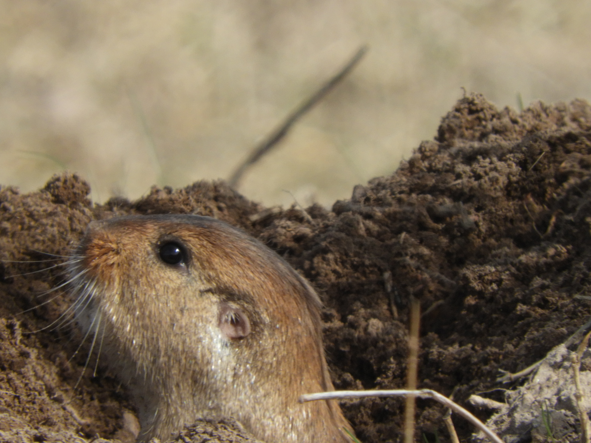 Ctenomys Blainville, 1826