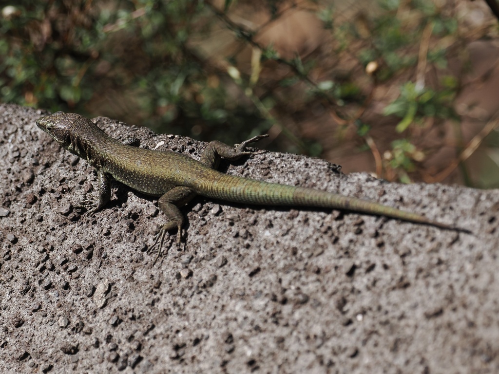 Madeira Lizard (Madeira) from Madeira Natural Park, Calheta, Madeira ...