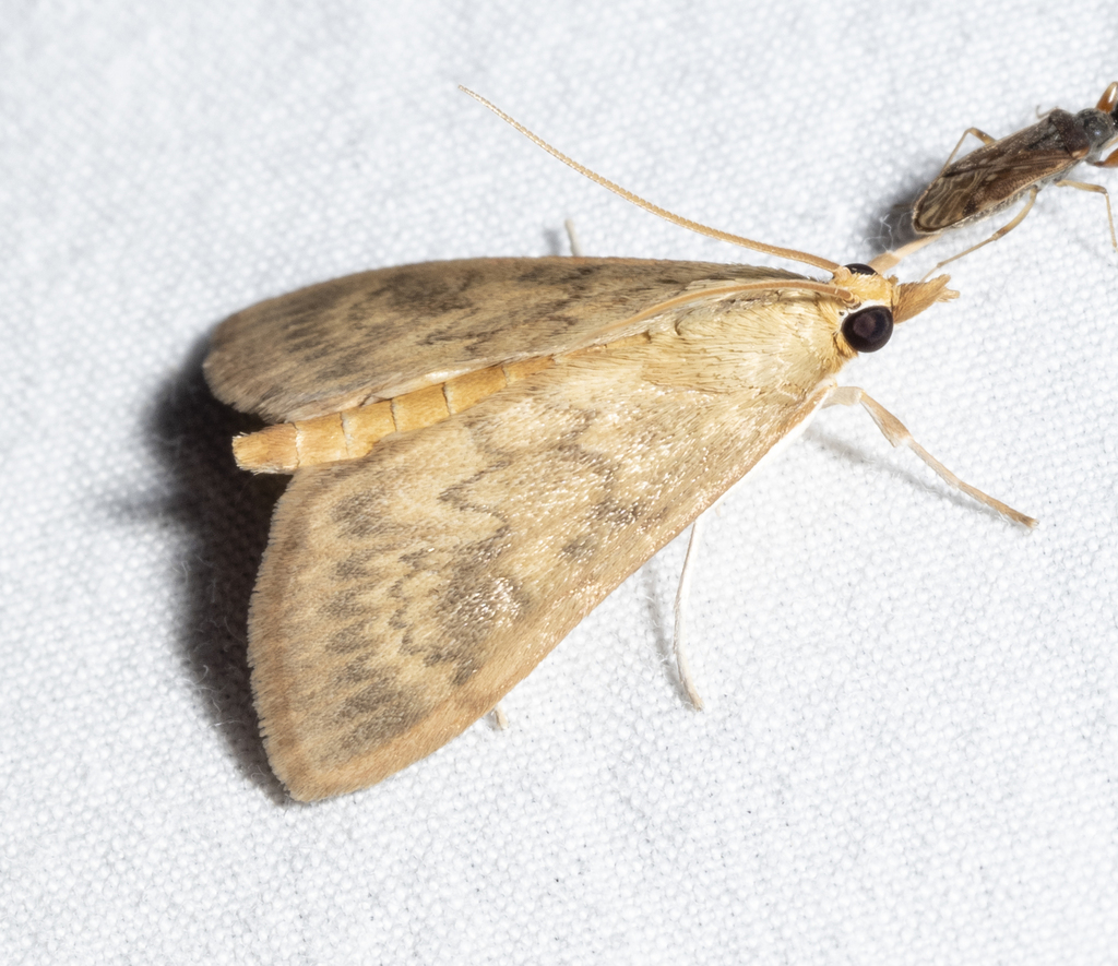 American Lotus Borer Moth from John Bunker Sands Wetland Center, 655 ...