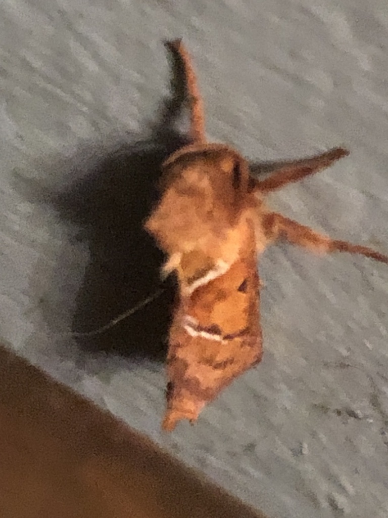 Orange Swift from Harvey Dr, Sittingbourne, England, GB on August 24 ...