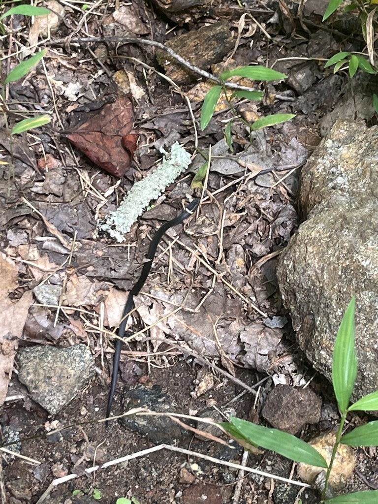 Gimkit - live learning game show