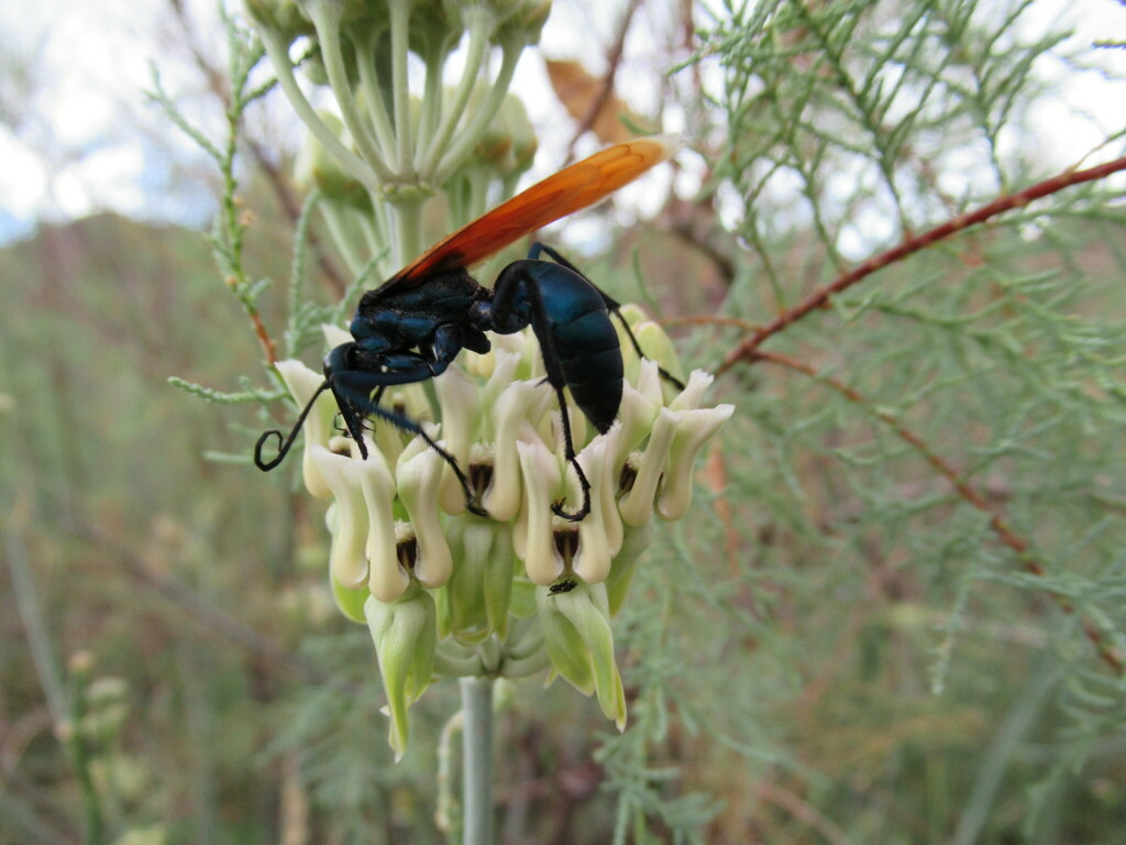 Thisbe's Tarantula-hawk Wasp from Mohave County, AZ, USA on August 18 ...