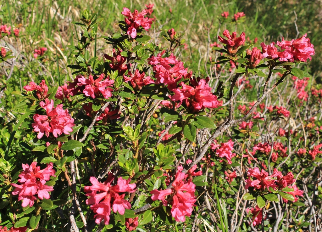 Rusty-leaved Alpenrose from Val di Funes St Magdalena Province of ...