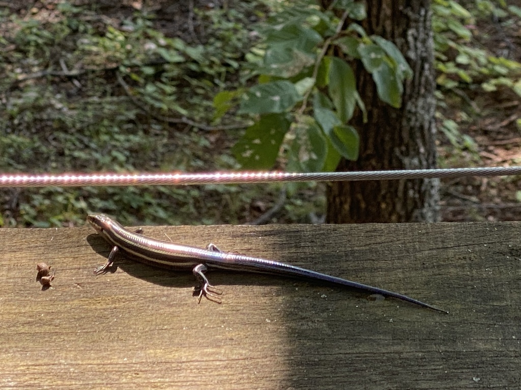 Common Five-lined Skink from CR-419, Widener, AR, US on August 24, 2022 ...