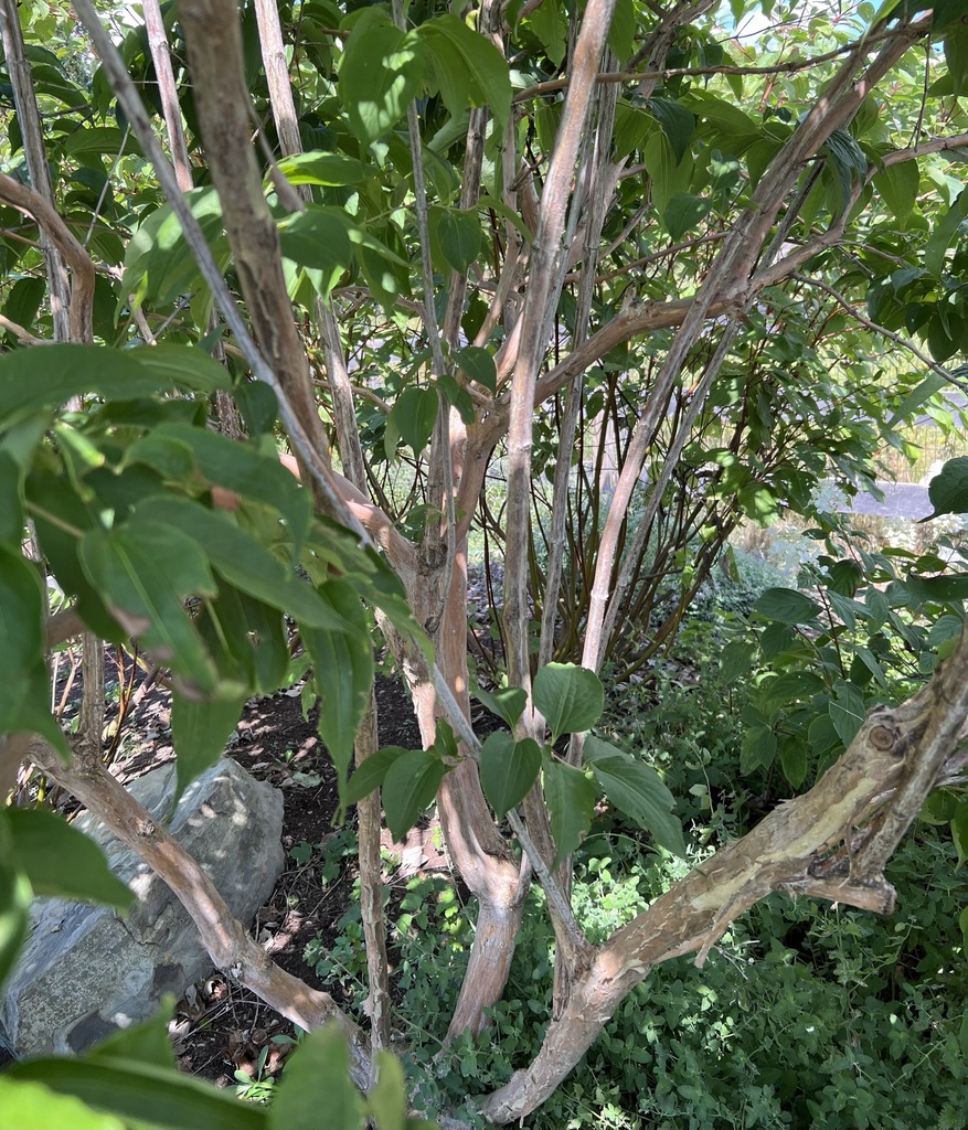 Seven Sons Tree (Heptacodium miconioides) - Botanical Realm