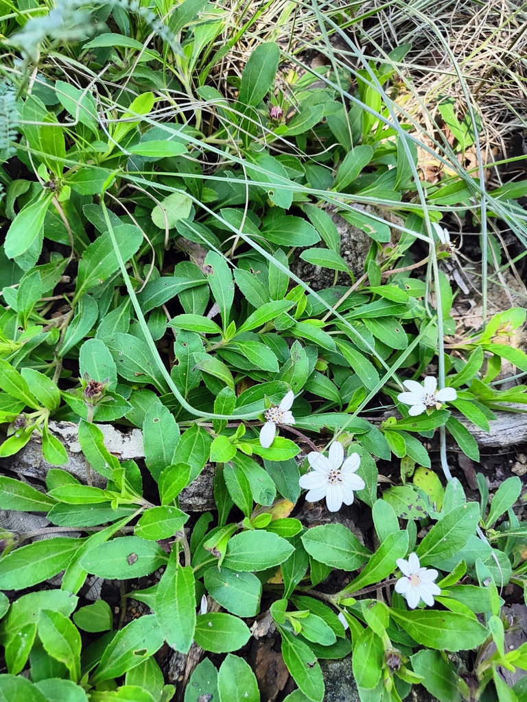 Wedelia grayi from Zapopan, Jal., México on August 24, 2022 at 01:32 PM ...