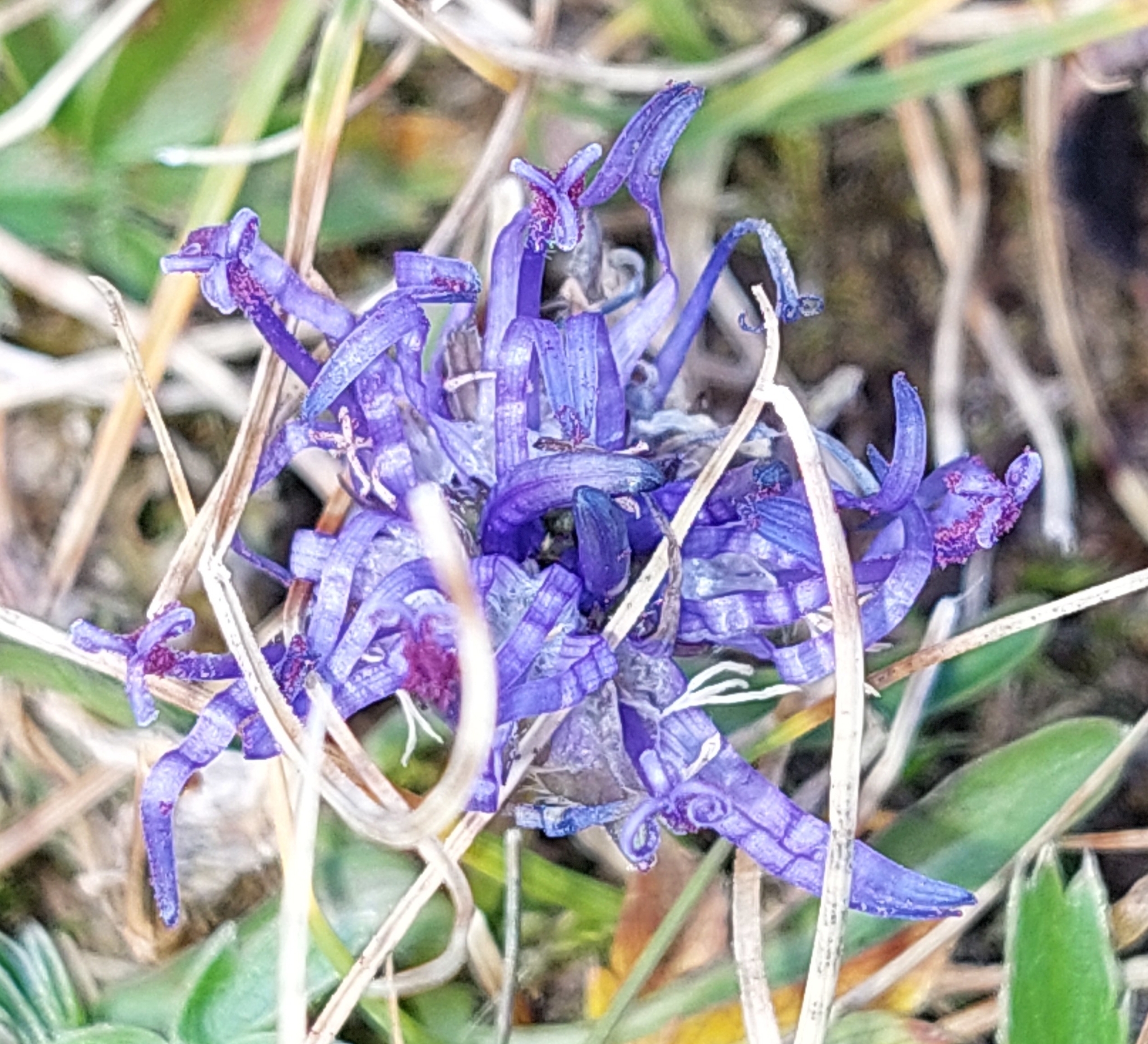 Phyteuma confusum A.Kern.