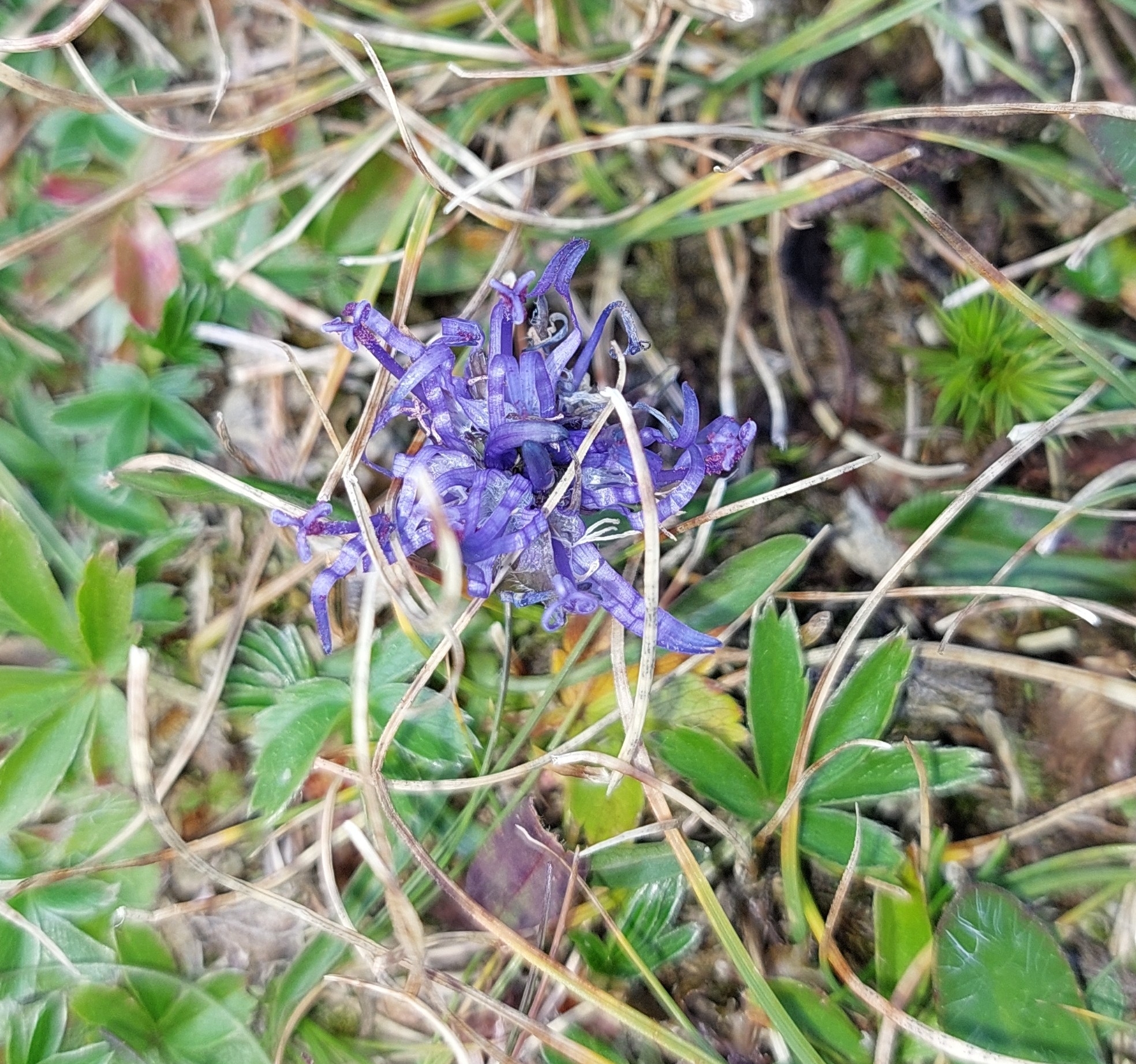 Phyteuma confusum A.Kern.