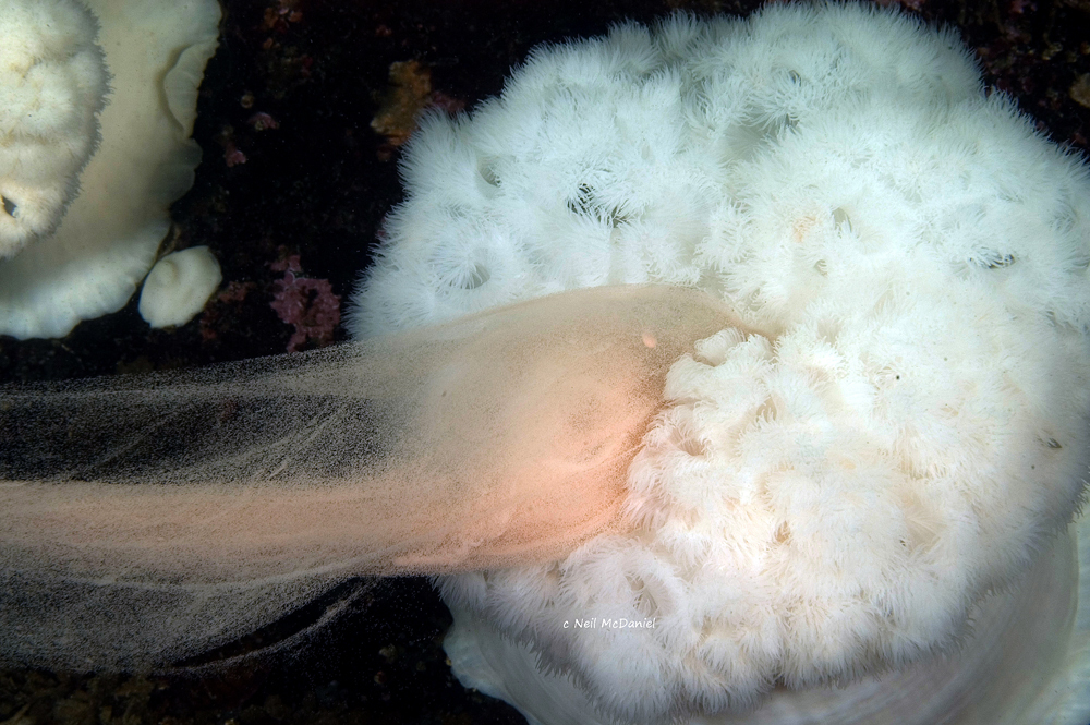 Giant Plumose Anemone from Kuldekduma Island, BC, Canada on March 30 ...