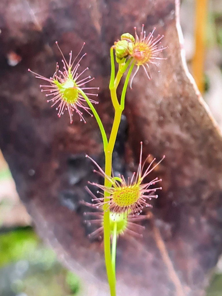 Tall sundew from Gisborne VIC 3437, Australia on August 24, 2022 at 09: ...