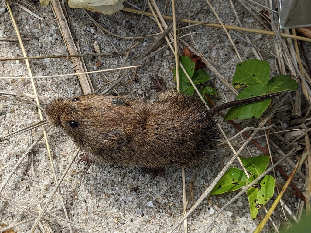 Beach Vole in August 2022 by Lily M · iNaturalist