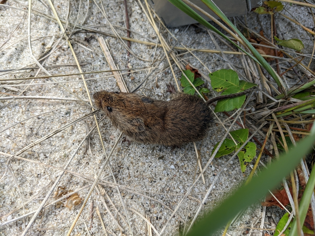 Muskeget Vole (Endemic Organisms of New England & New York) · iNaturalist