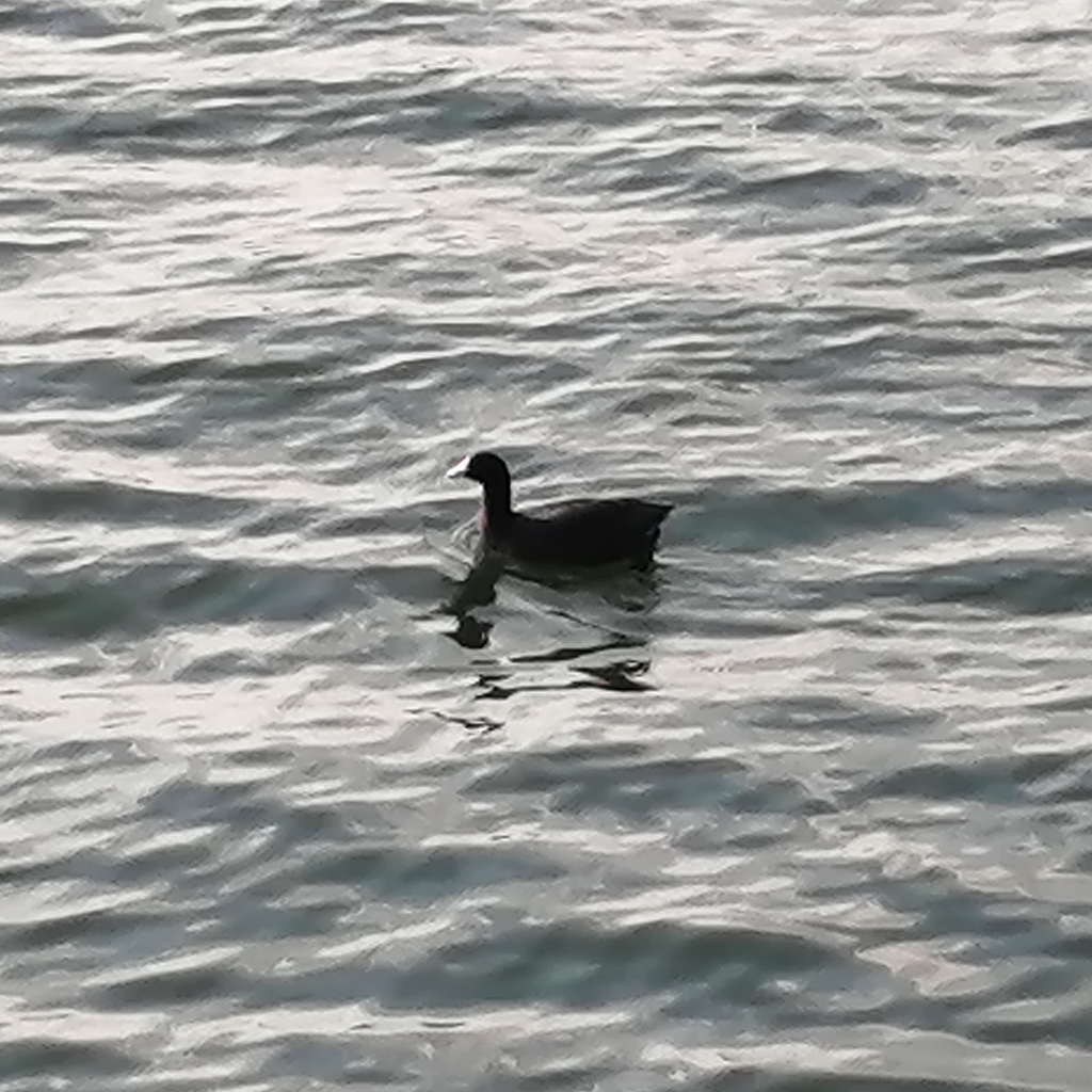 American Coot from GUISE at JOHN, Hamilton, ON L8L 4S2, Canada on ...
