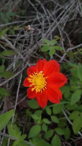 Observations by pioleon · iNaturalist