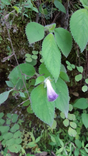 Observations by pioleon · iNaturalist