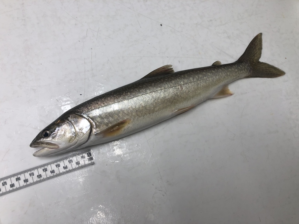 Lake Trout from Lake Superior, Duluth, MN, US on August 24, 2022 at 01: ...