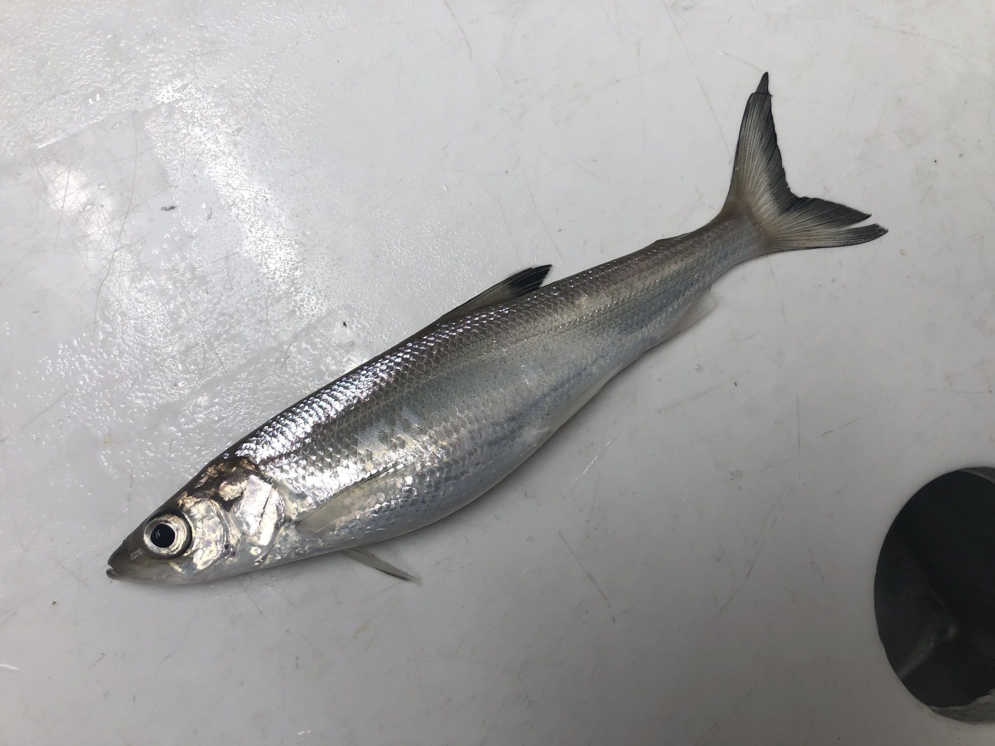 Coregonus kiyi (Koelz, 1921)