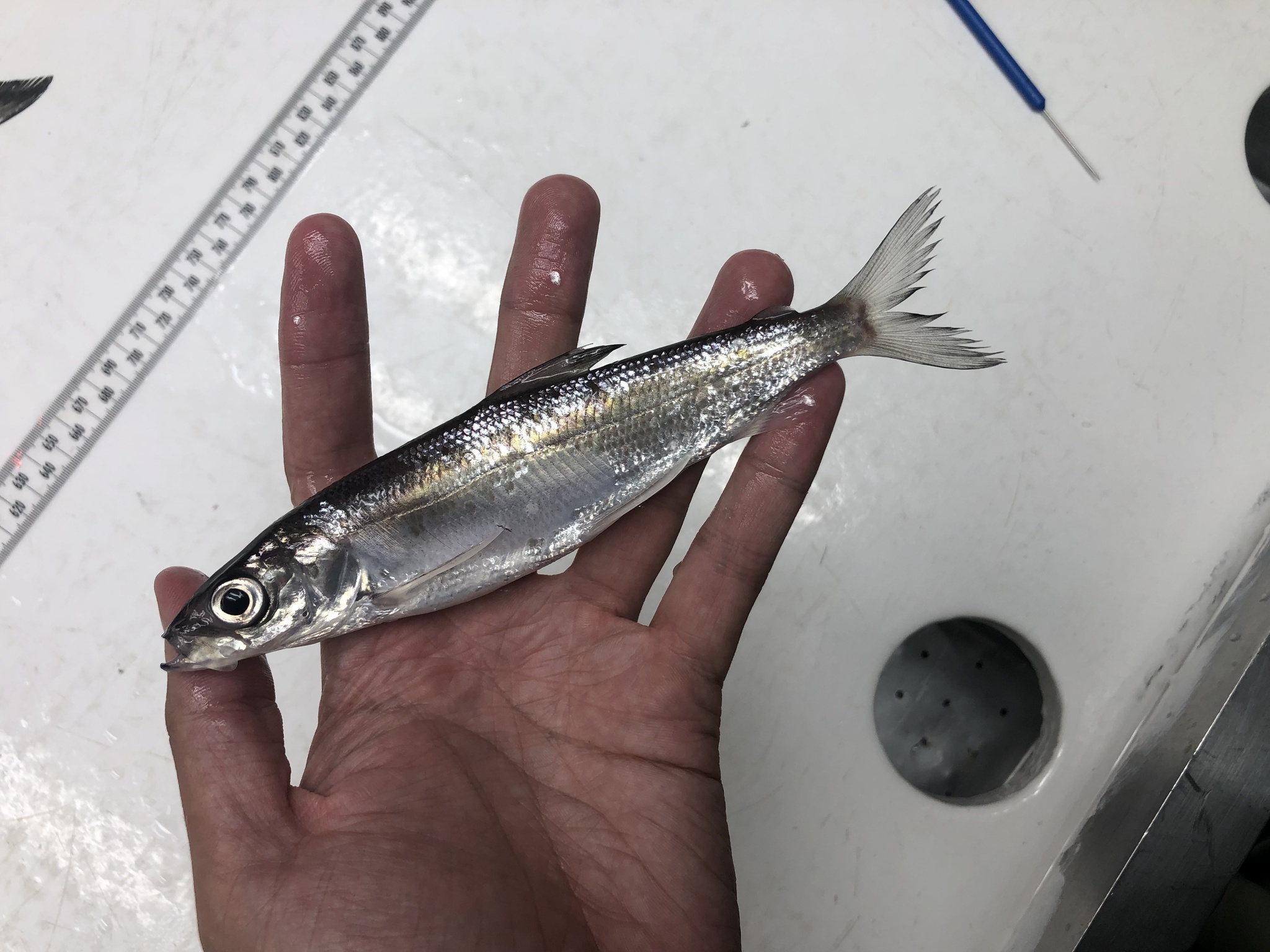 Coregonus kiyi (Koelz, 1921)