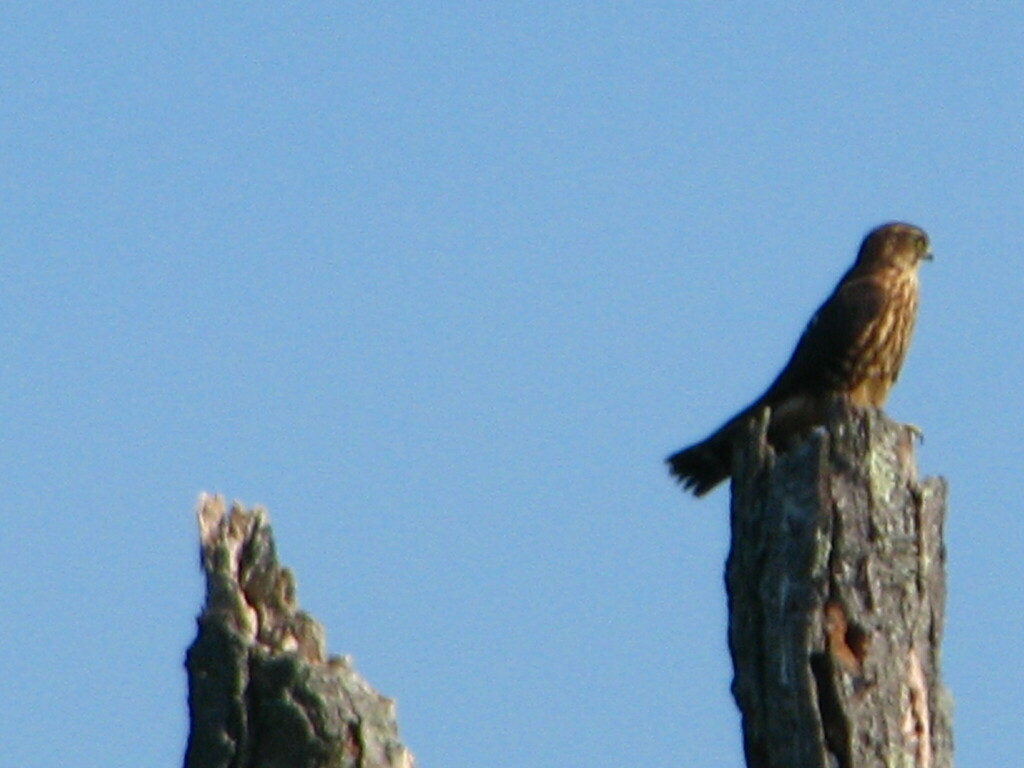 Merlin from Lac-Brome, QC J0E, Canada on August 25, 2014 at 09:27 AM by ...