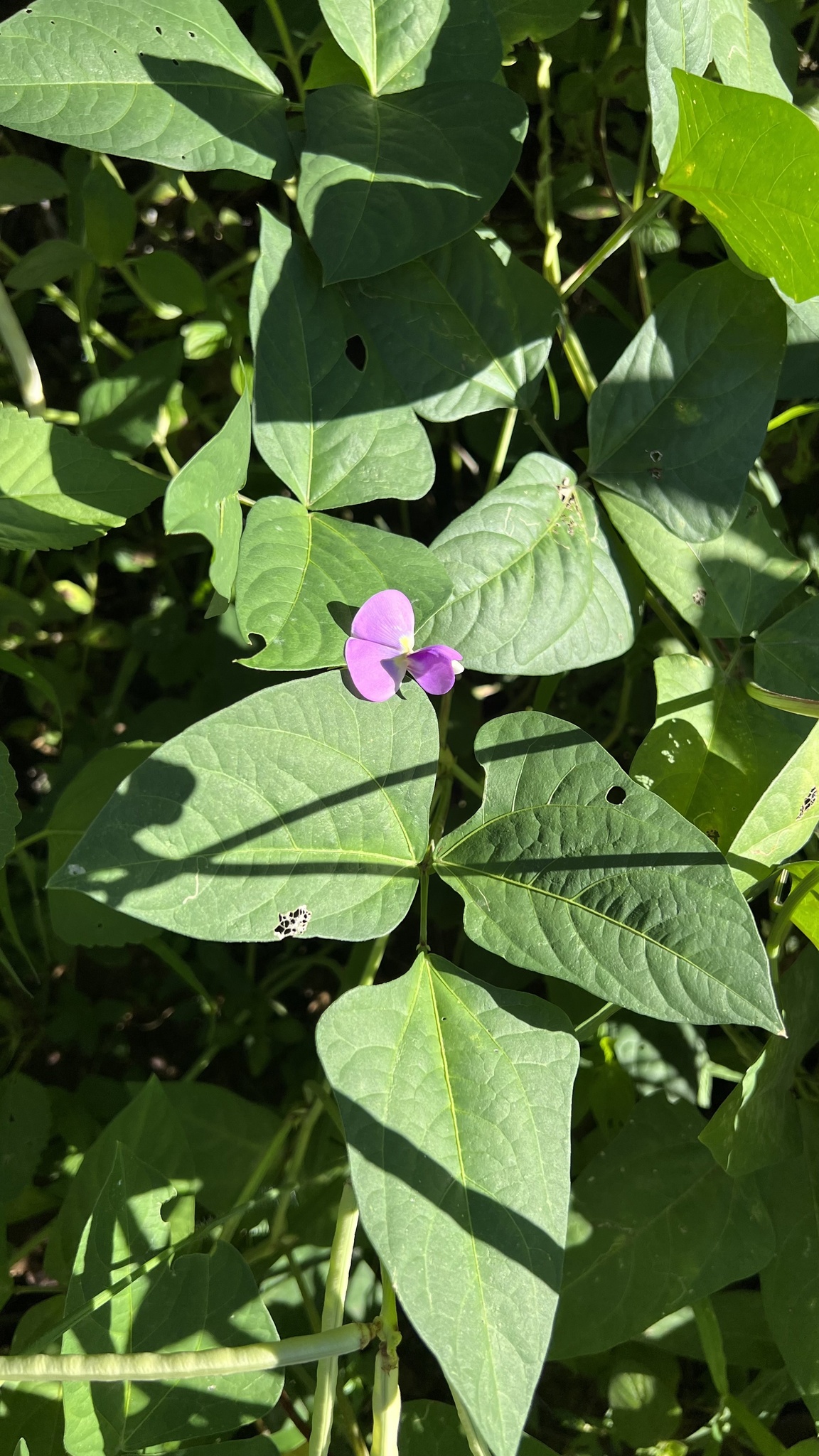 Vigna unguiculata (L.) Walp.