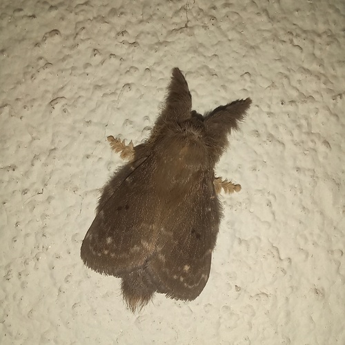 Euglyphis abolla · iNaturalist Mexico