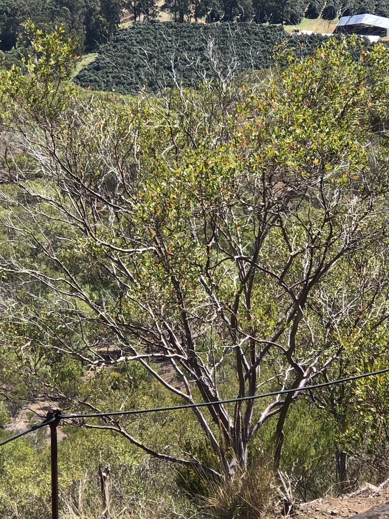Ngungun May Bush from Glass House Mountains National Park, Glass House ...