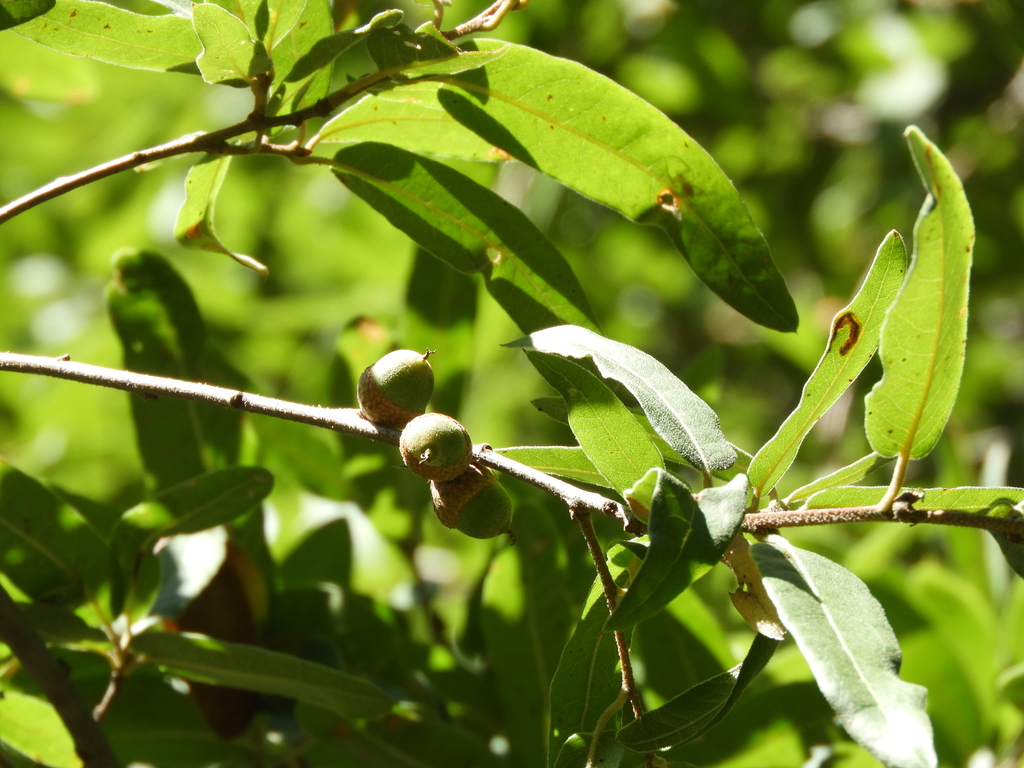 mexican oak (Quercus mexicana) - Botanical Realm