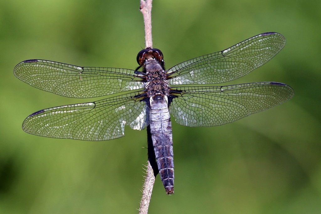 Chalk-fronted Corporal from two town pond dixville NH, USA on July 2 ...