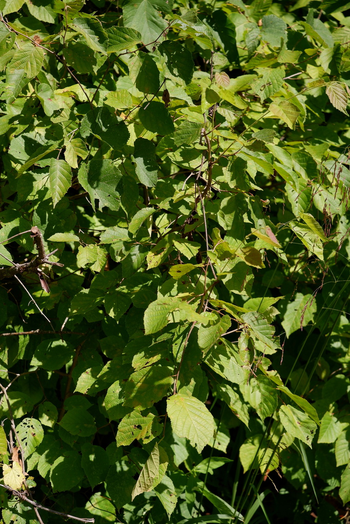 American hazelnut from St Francois County, MO, USA on August 24, 2022 ...