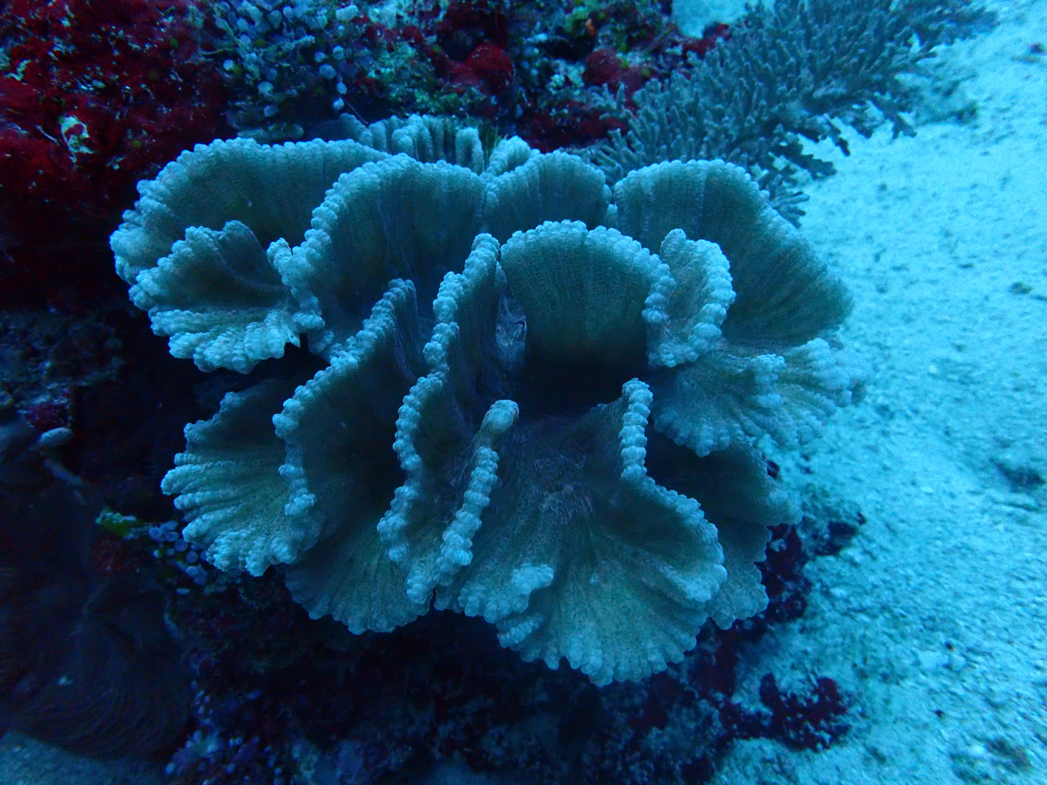 Pectinia lactuca (Pallas, 1766)