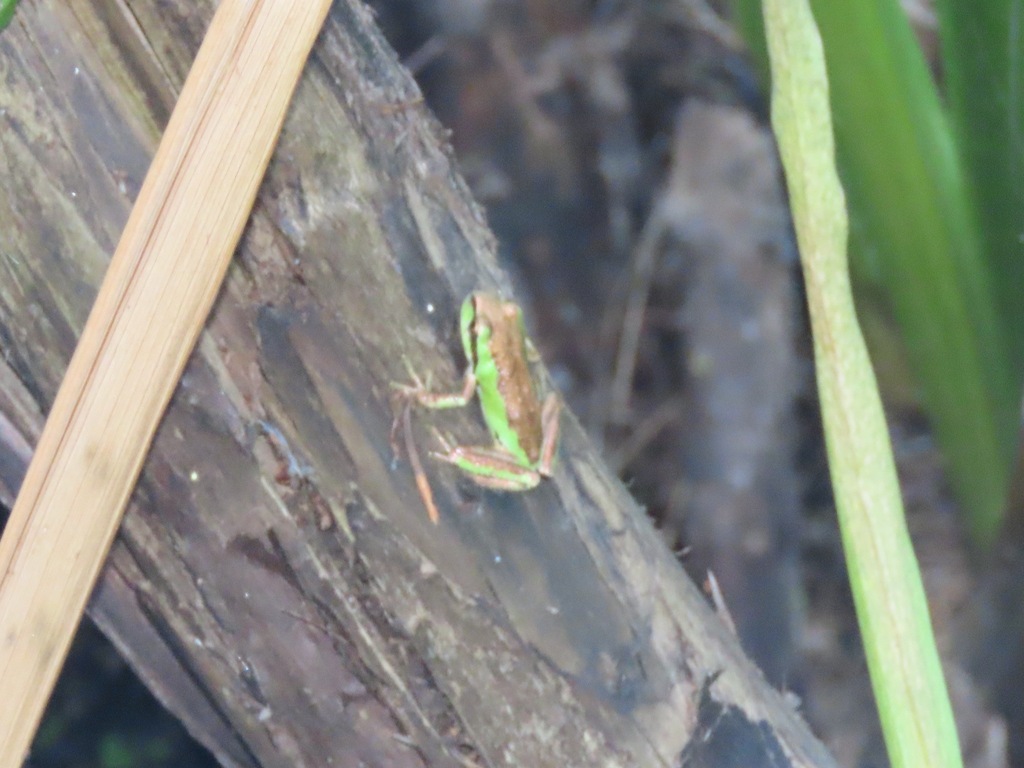 Northern Pacific Tree Frog from Capital, British Columbia, Canada on ...