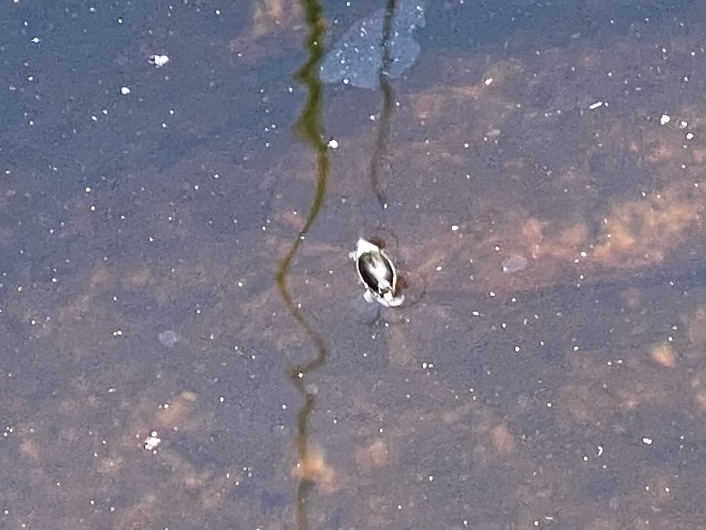 Gyrinus from Tahoe National Forest, Emigrant Gap, CA, US on August 02 ...