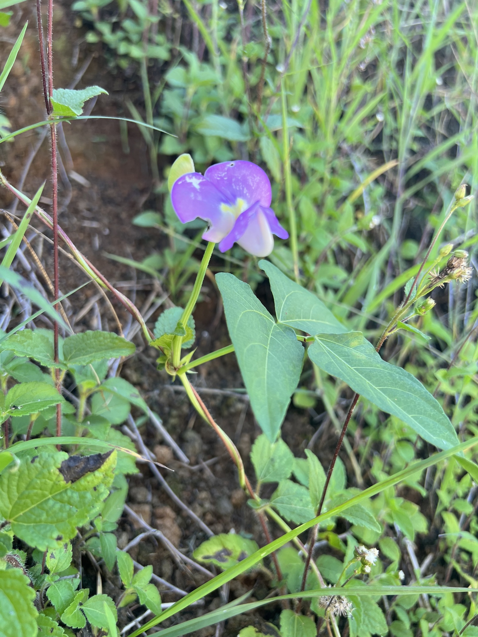Vigna unguiculata (L.) Walp.