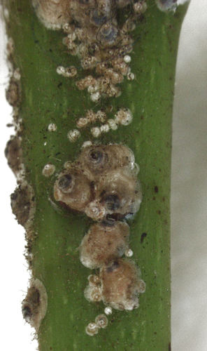 Greedy scale (Hemiberlesia rapax) · iNaturalist