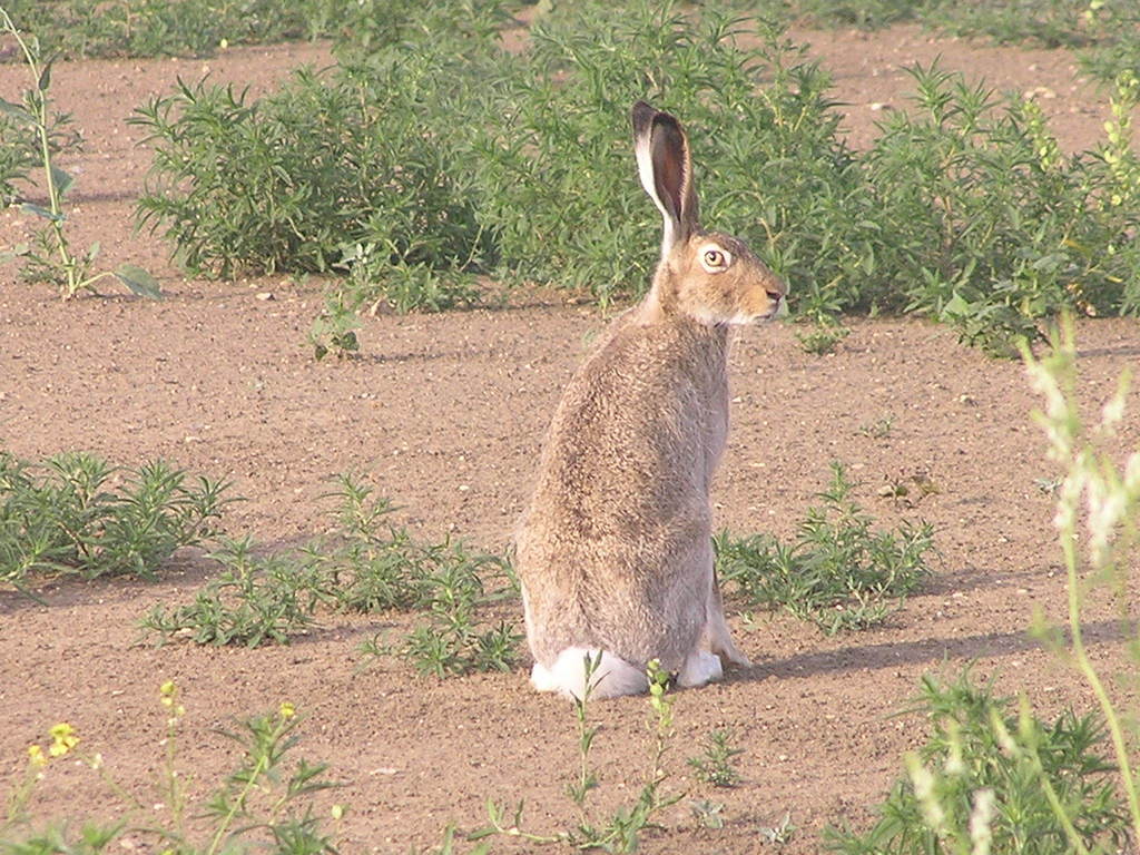 White-tailed Jackrabbit (Lepus townsendii) - Know Your Mammals