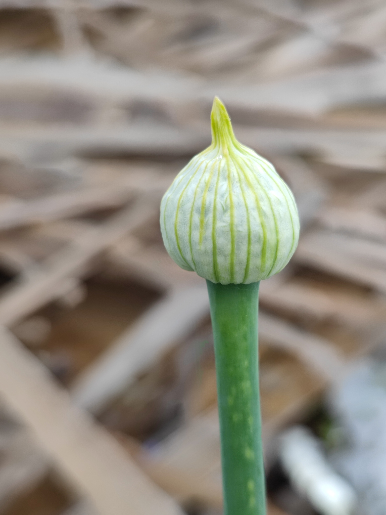 Allium cepa L.