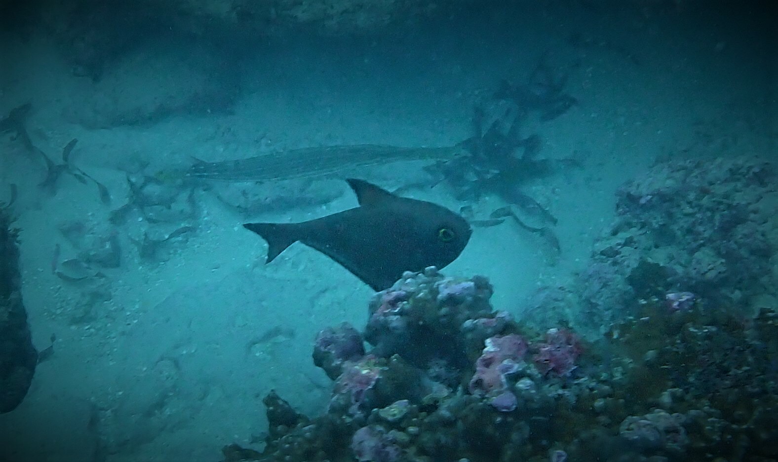 Pempheris adusta Bleeker, 1877