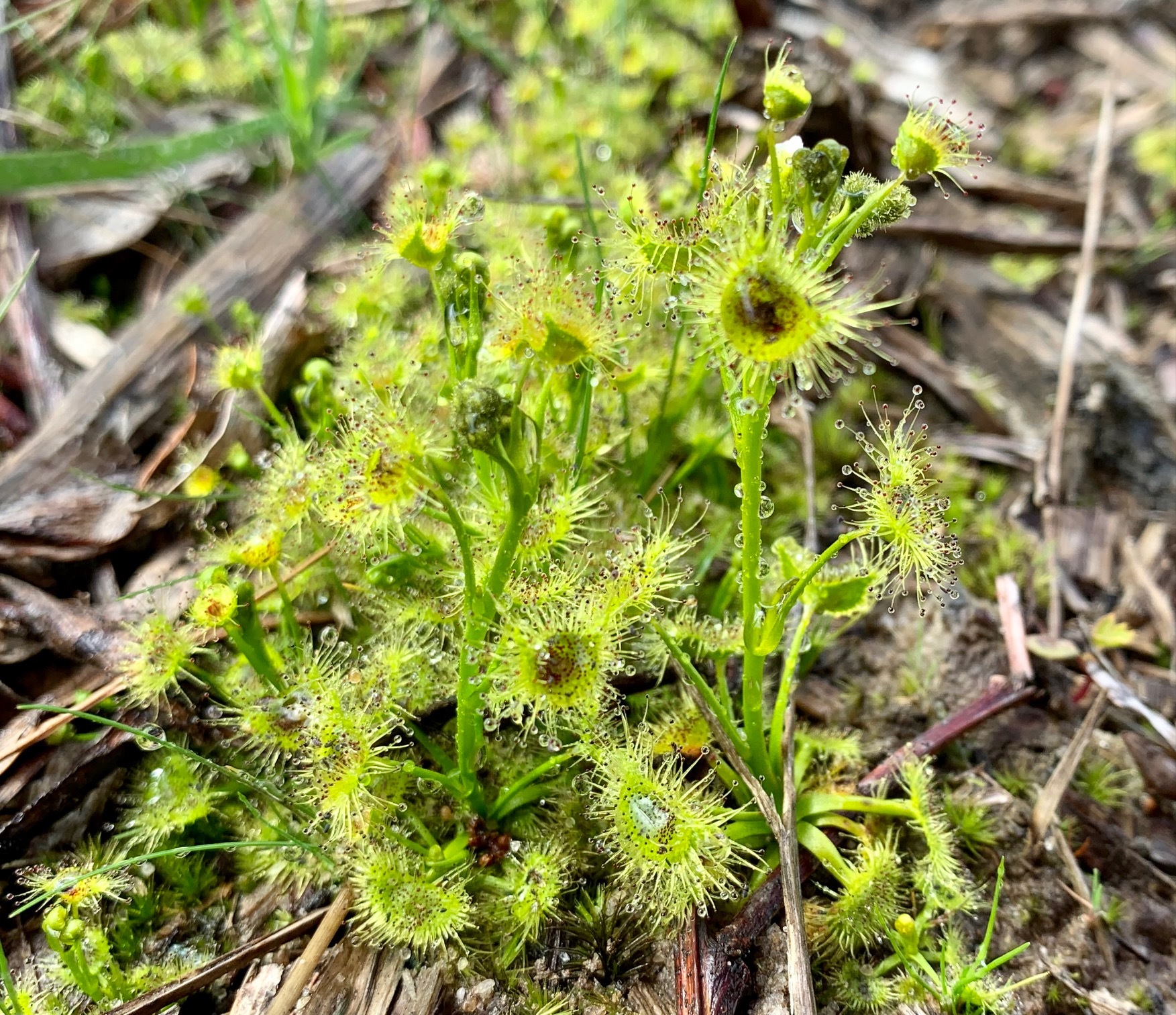 Drosera hookeri R.P.Gibson, B.J.Conn & Conran