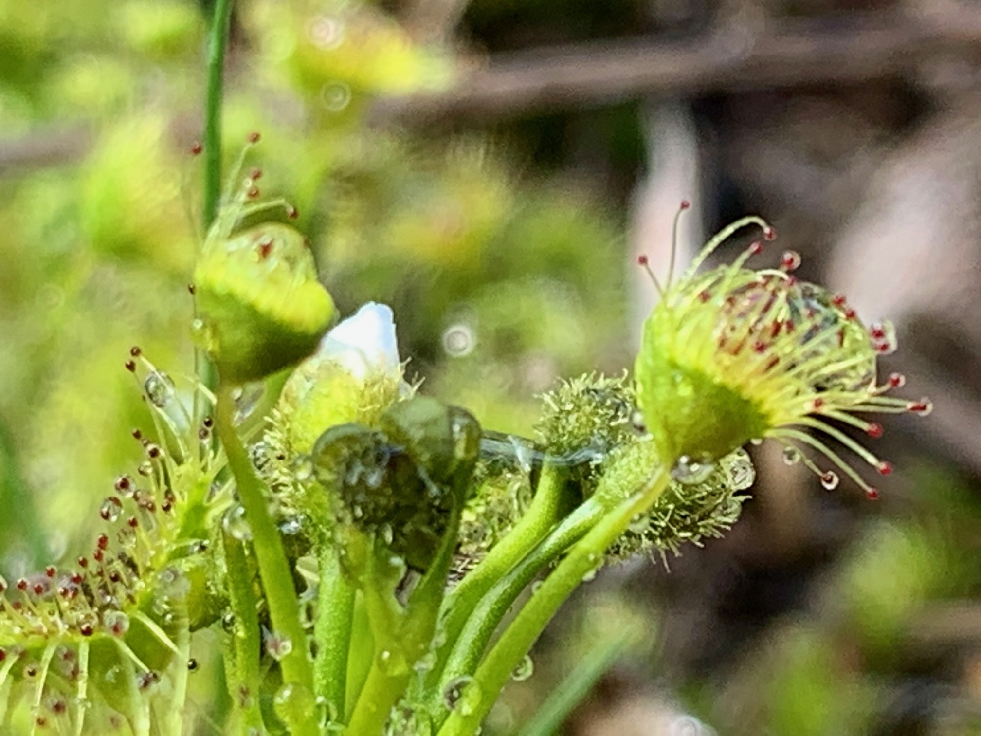 Drosera hookeri R.P.Gibson, B.J.Conn & Conran