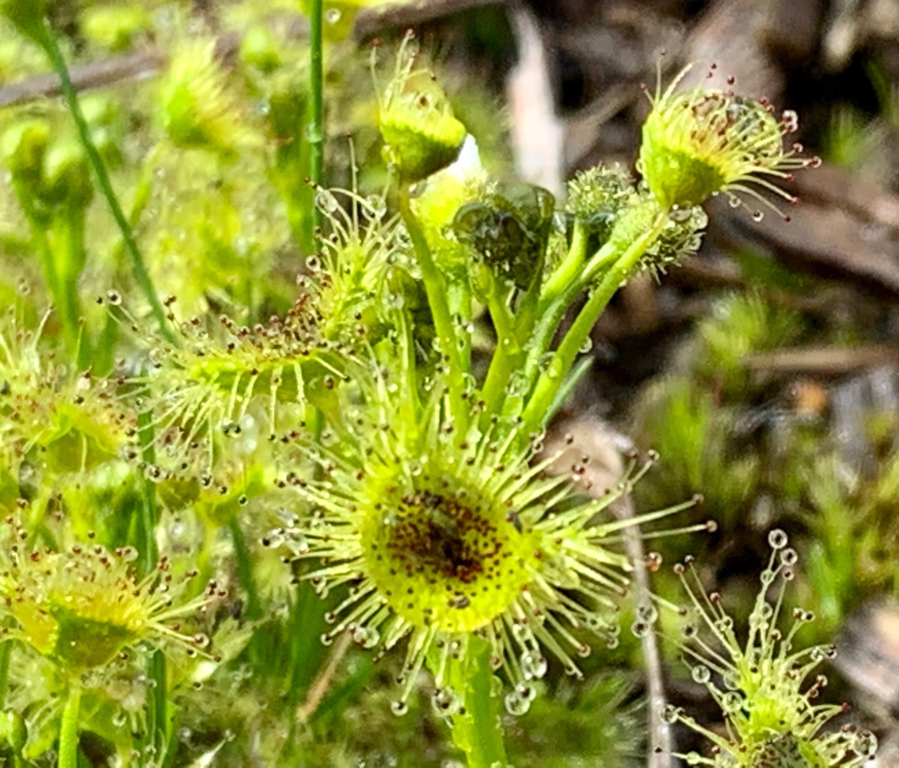 Drosera hookeri R.P.Gibson, B.J.Conn & Conran