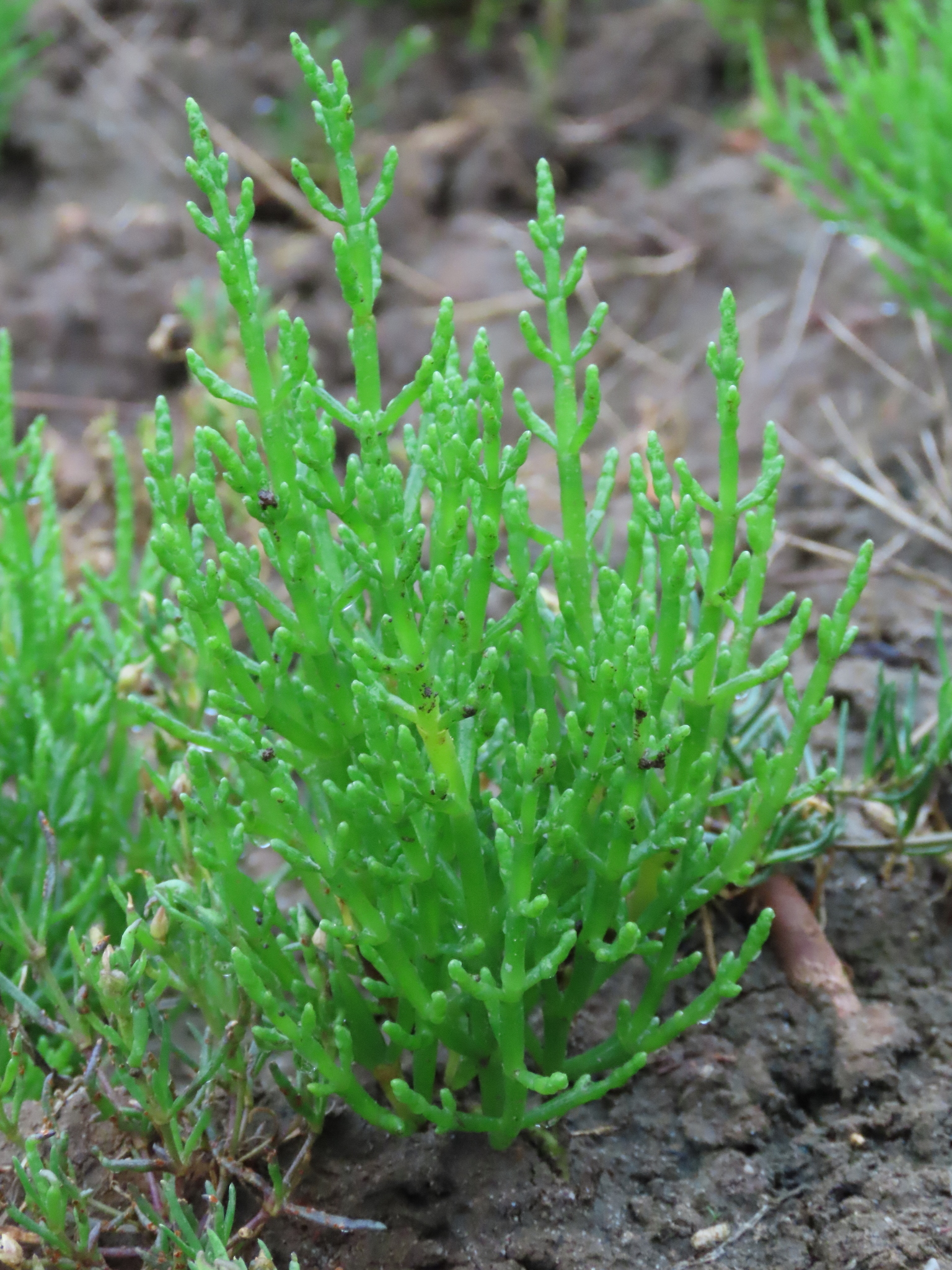 Salicornia ramosissima J.Woods