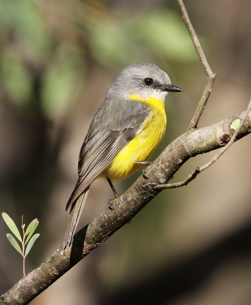 Eastern Yellow Robin (Birds of Mornington Peninsula) · iNaturalist